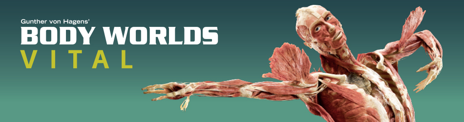 Discovery and Body Worlds - Cogence